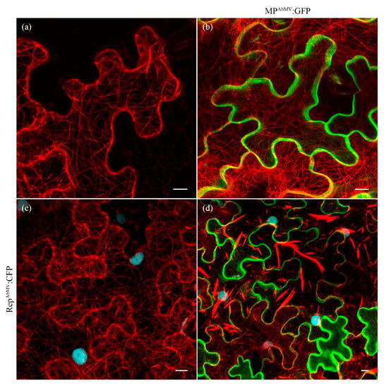 Viruses | Special Issue : Geminiviruses