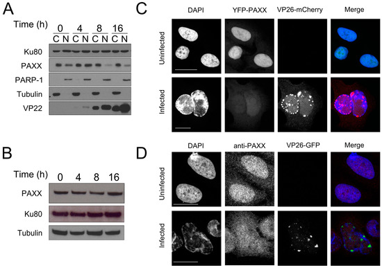 Viruses | Free Full-Text | The Non-Homologous End Joining Protein PAXX ...