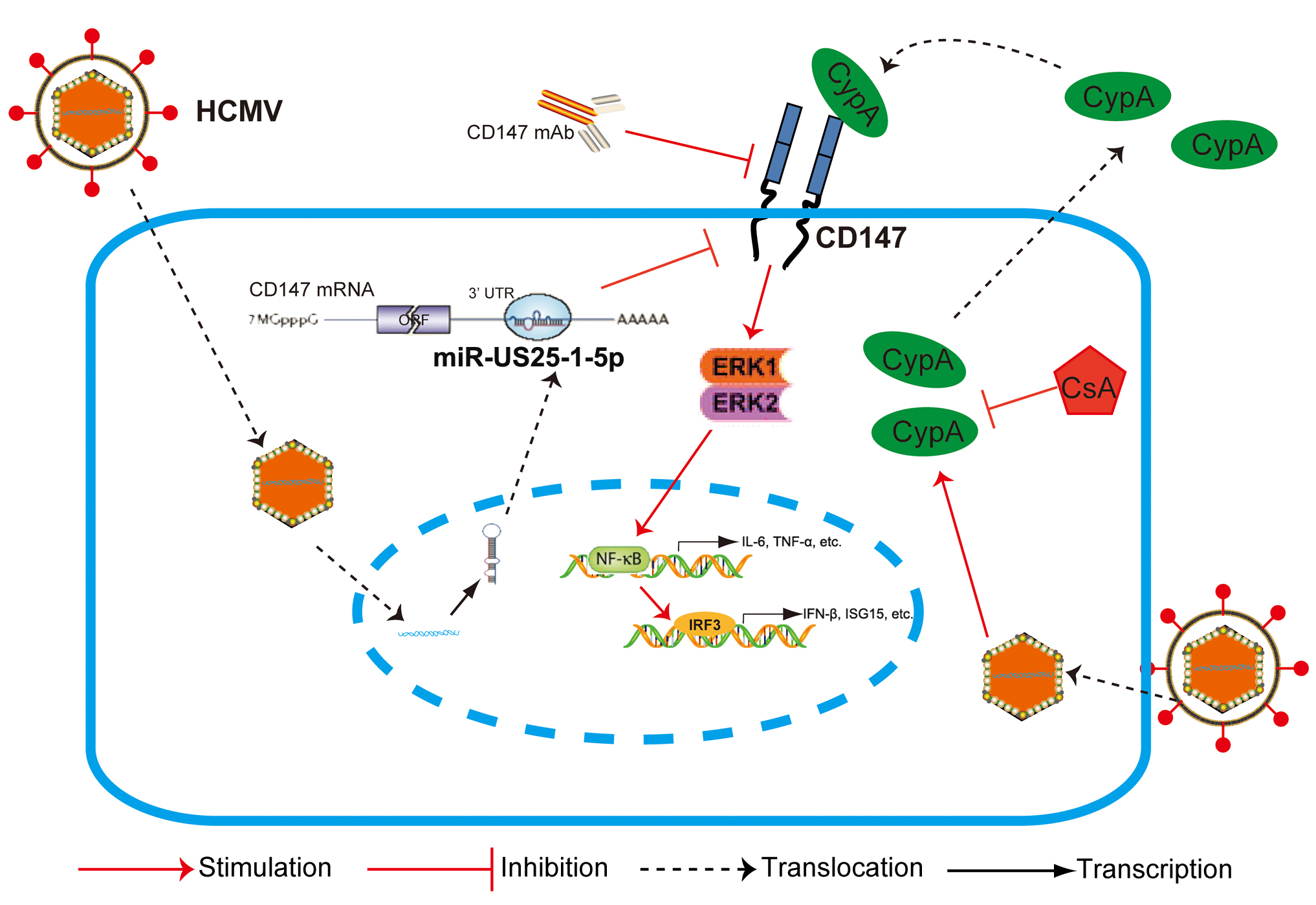 Viruses | Free Full-Text | Human Cytomegalovirus Encoded miR-US25-1-5p ...
