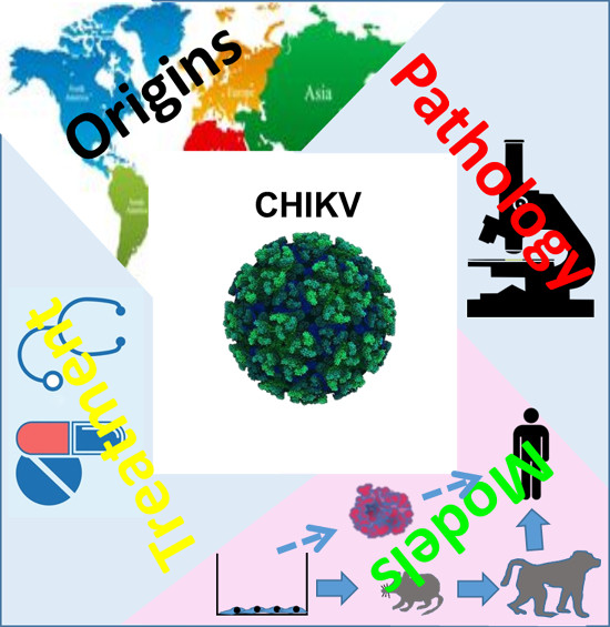 Viruses | Free Full-Text | Chikungunya Virus: Pathophysiology ...