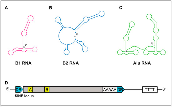 Recognizing the SINEs of Infection: Regulation of Retrotransposon ...