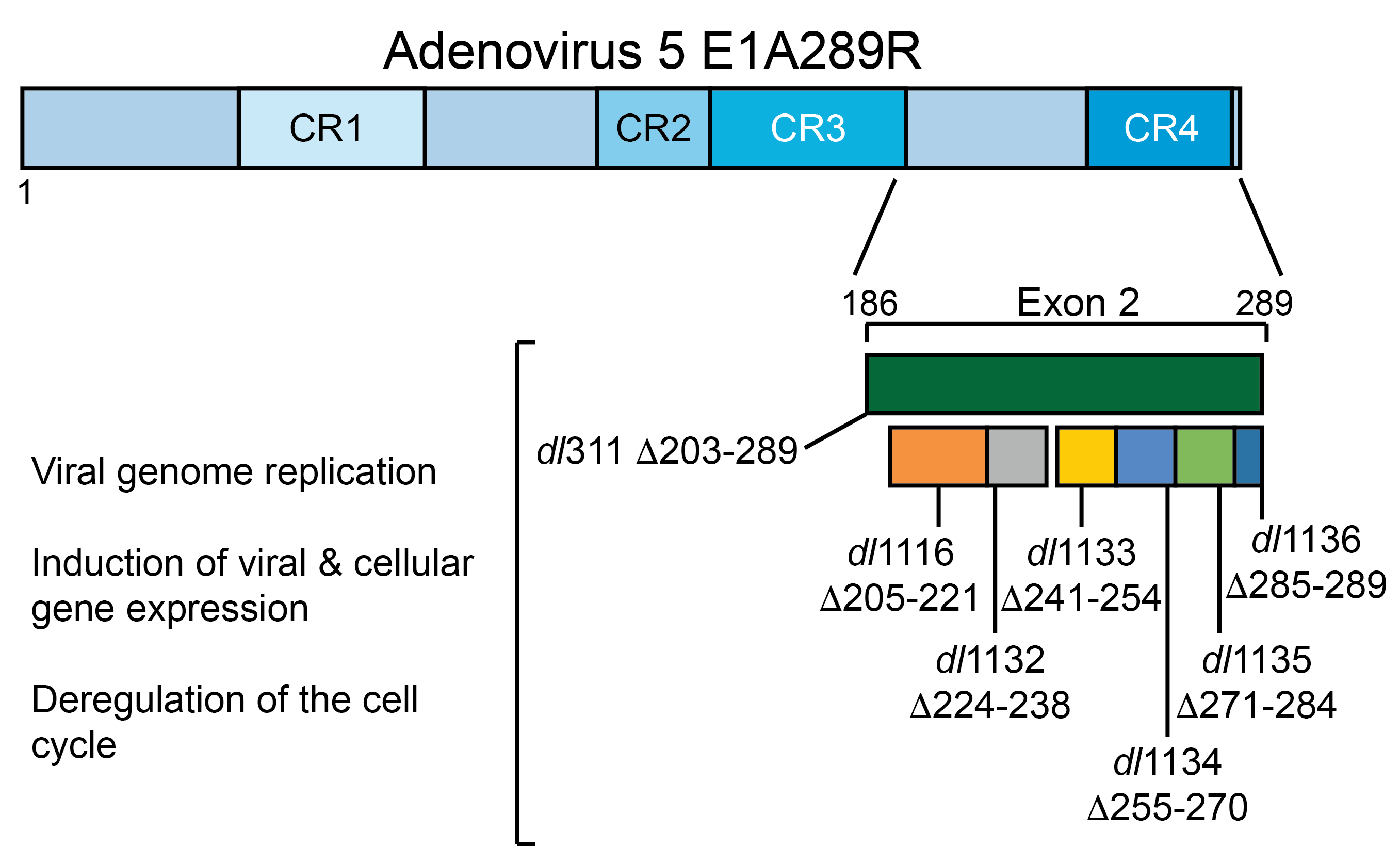 Viruses | Free Full-Text | The Influence of E1A C-Terminus on ...