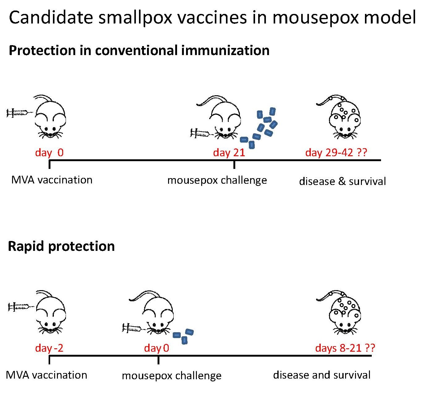 Viruses | Free Full-Text | E3L and F1L Gene Functions Modulate the ...