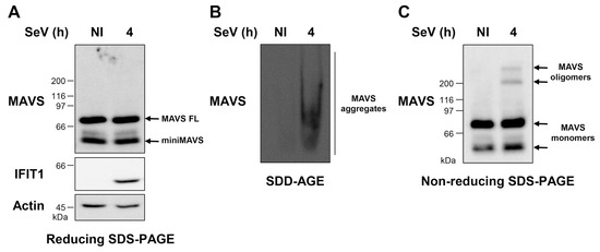 Virus Infection Triggers MAVS Polymers of Distinct Molecular Weight