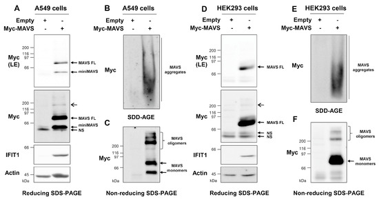 Virus Infection Triggers MAVS Polymers of Distinct Molecular Weight
