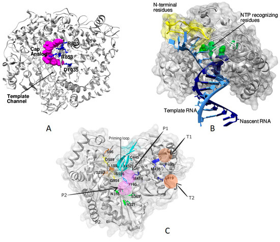 RNA Dependent RNA Polymerases: Insights from Structure, Function and ...