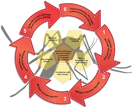 Viruses | Free Full-Text | Mosquitoes as Suitable Vectors for Alphaviruses