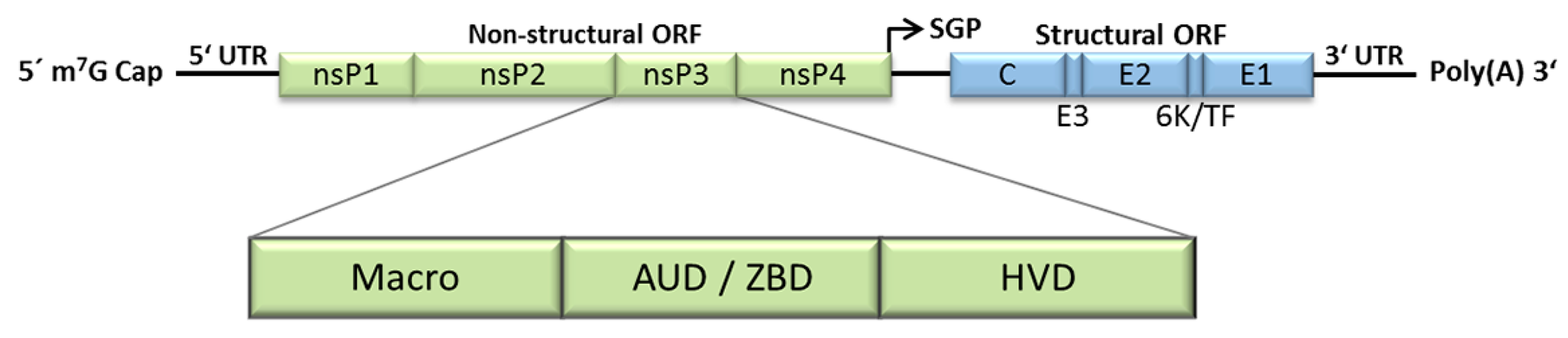 The Enigmatic Alphavirus Non-Structural Protein 3 (nsP3) Revealing Its ...