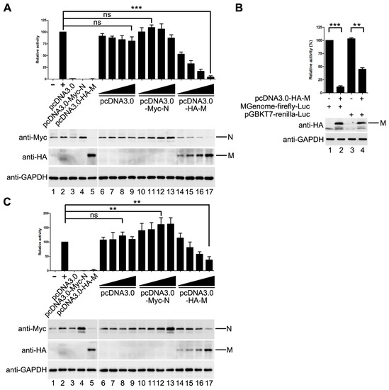 Human Parainfluenza Virus Type 3 Matrix Protein Reduces Viral RNA ...