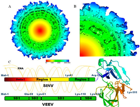Alphavirus Nucleocapsid Packaging and Assembly