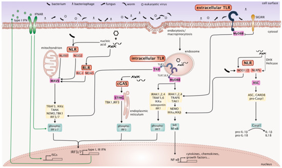 Viruses | Free Full-Text | Enteric Virome Sensing—Its Role in ...