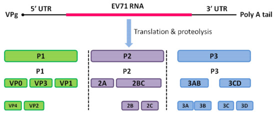 Antiviral and Inflammatory Cellular Signaling Associated with ...