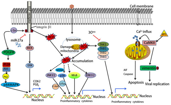 Antiviral and Inflammatory Cellular Signaling Associated with ...