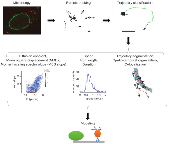 Viruses | Free Full-Text | Imaging, Tracking and Computational Analyses ...