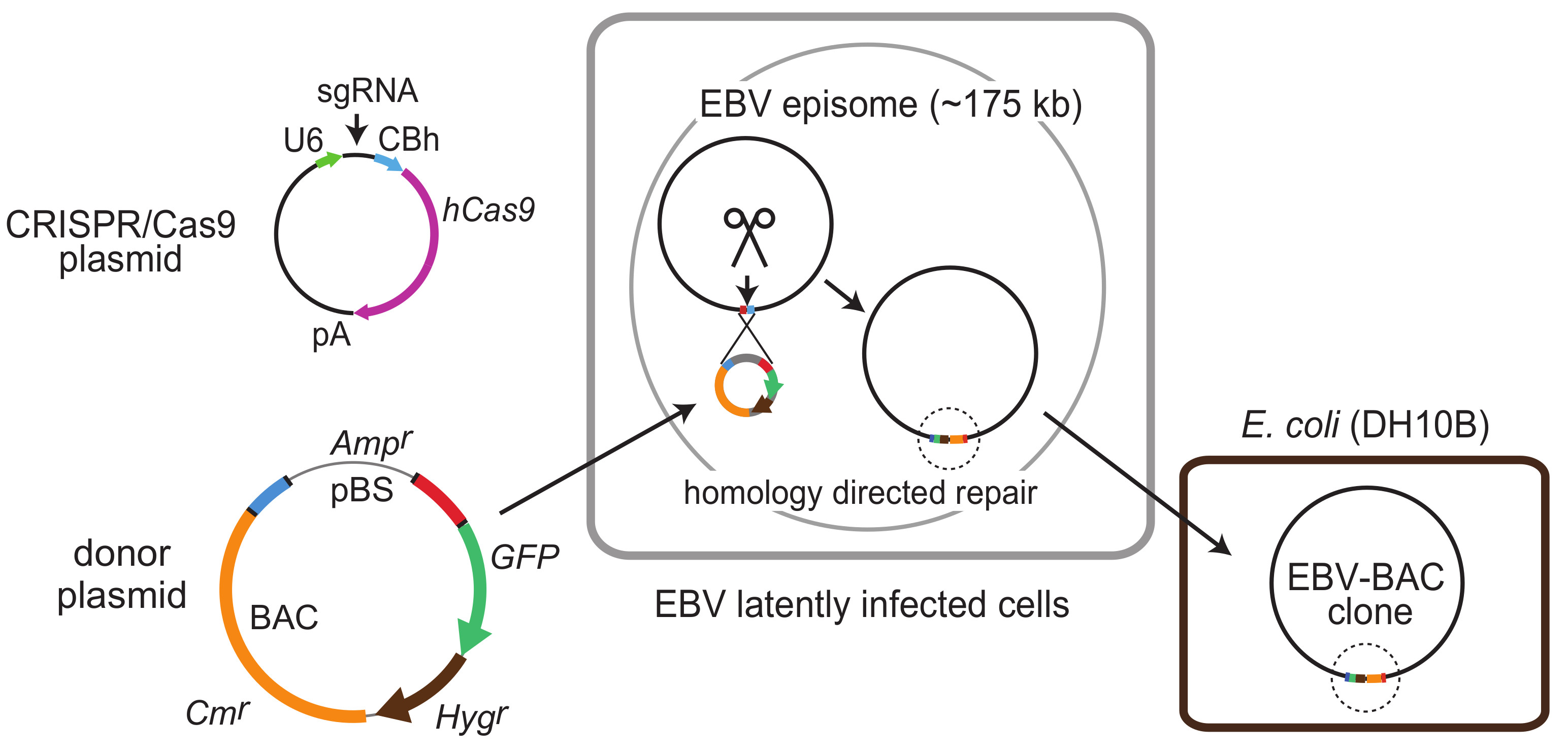 Viruses | Free Full-Text | Rapid CRISPR/Cas9-Mediated Cloning of Full ...