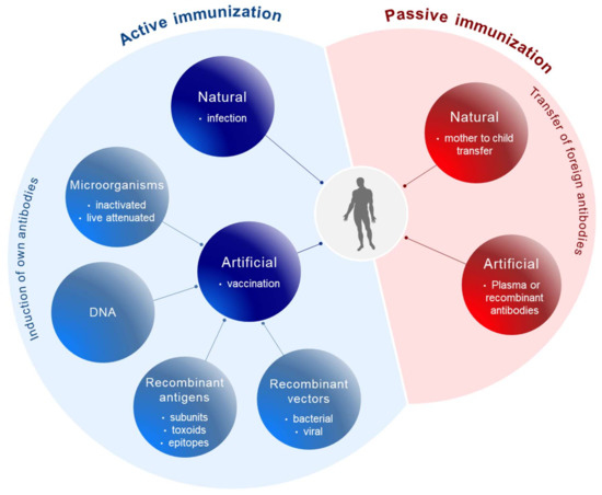 Viruses | Free Full-Text | The Hard Way towards an Antibody-Based HIV-1 ...