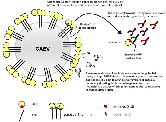 Viruses | Free Full-Text | An Immunodominant Region of the Envelope ...