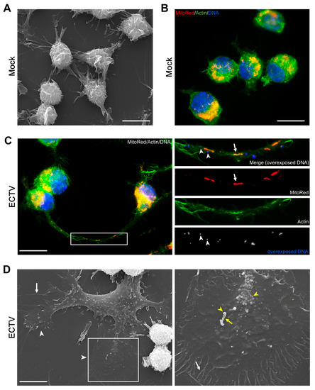 Ectromelia Virus Affects Mitochondrial Network Morphology, Distribution ...