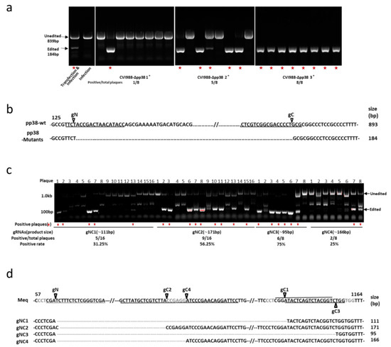 Application of CRISPR/Cas9 Gene Editing System on MDV-1 Genome for the ...