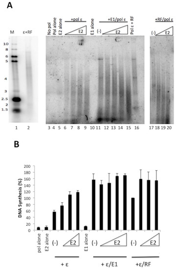 The HPV E2 Transcriptional Transactivation Protein Stimulates Cellular ...