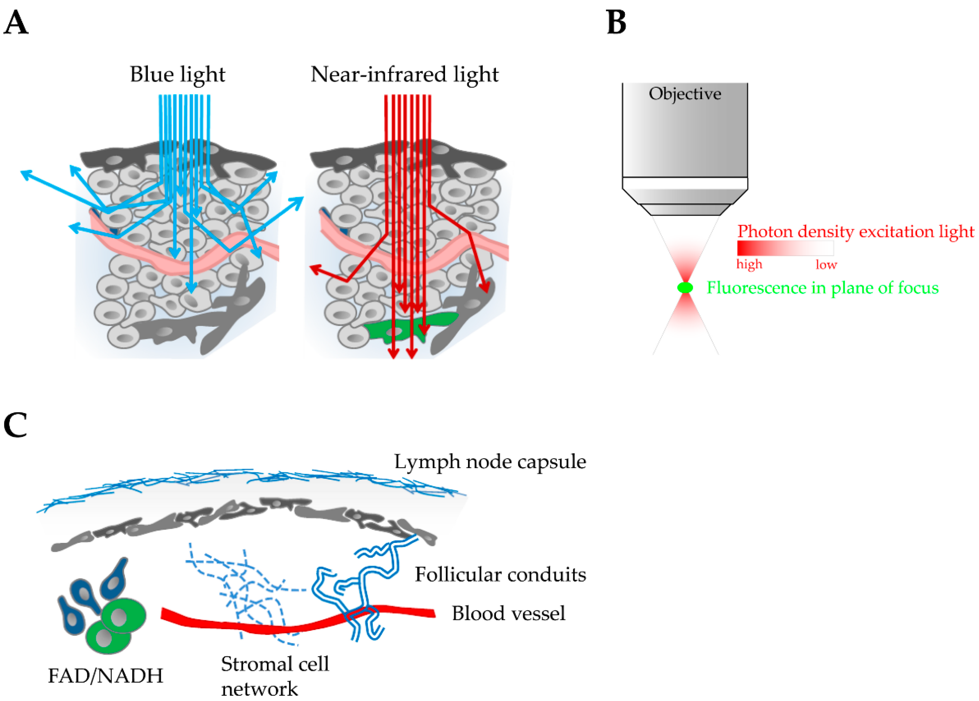 Viruses | Free Full-Text | Visualizing Viral Infection In Vivo by Multi-Photon Intravital Microscopy