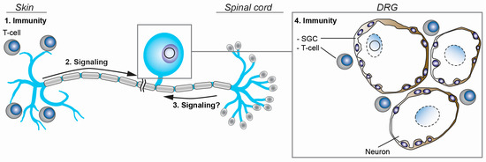 Molecular Aspects of Varicella-Zoster Virus Latency