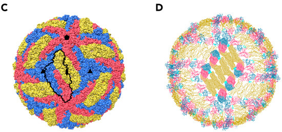 Tick-Borne Encephalitis Virus: A Structural View