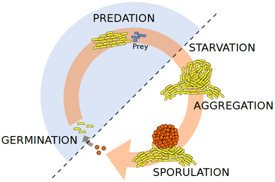 Bacteriophages of Myxococcus xanthus, a Social Bacterium