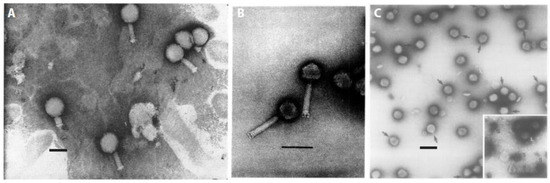 Bacteriophages of Myxococcus xanthus, a Social Bacterium
