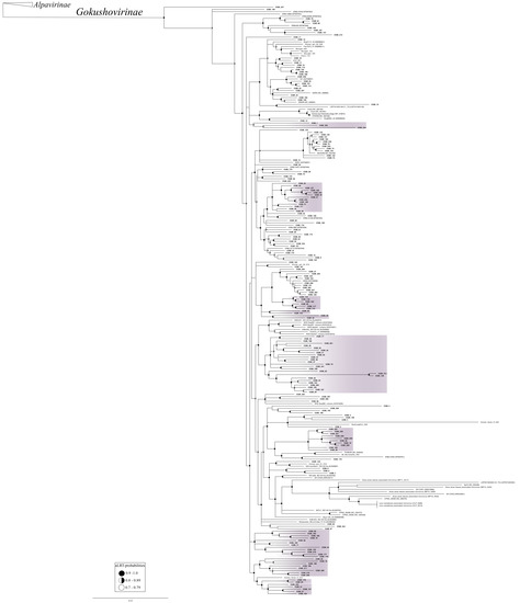 Viruses | Free Full-Text | Unprecedented Diversity of ssDNA Phages from ...