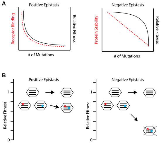 Mutation and Epistasis in Influenza Virus Evolution