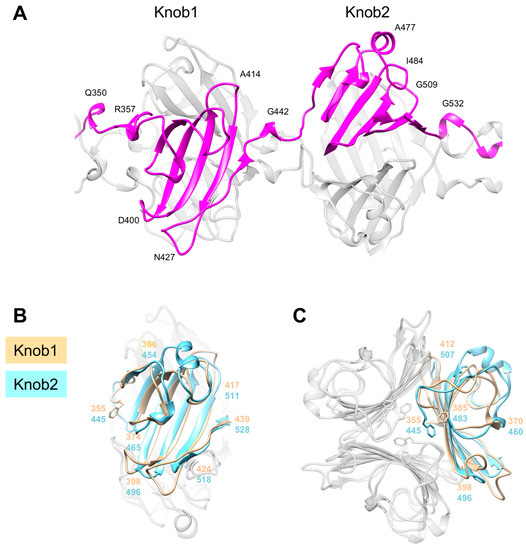 Structure and Analysis of R1 and R2 Pyocin Receptor-Binding Fibers