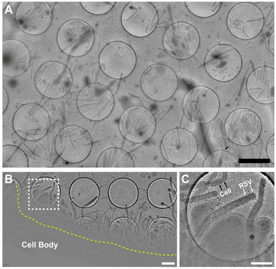 The Morphology and Assembly of Respiratory Syncytial Virus Revealed by ...