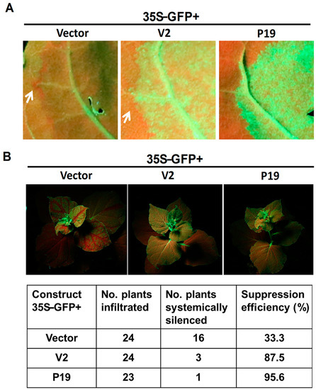 Viruses | Special Issue : Plant-Virus Interactions