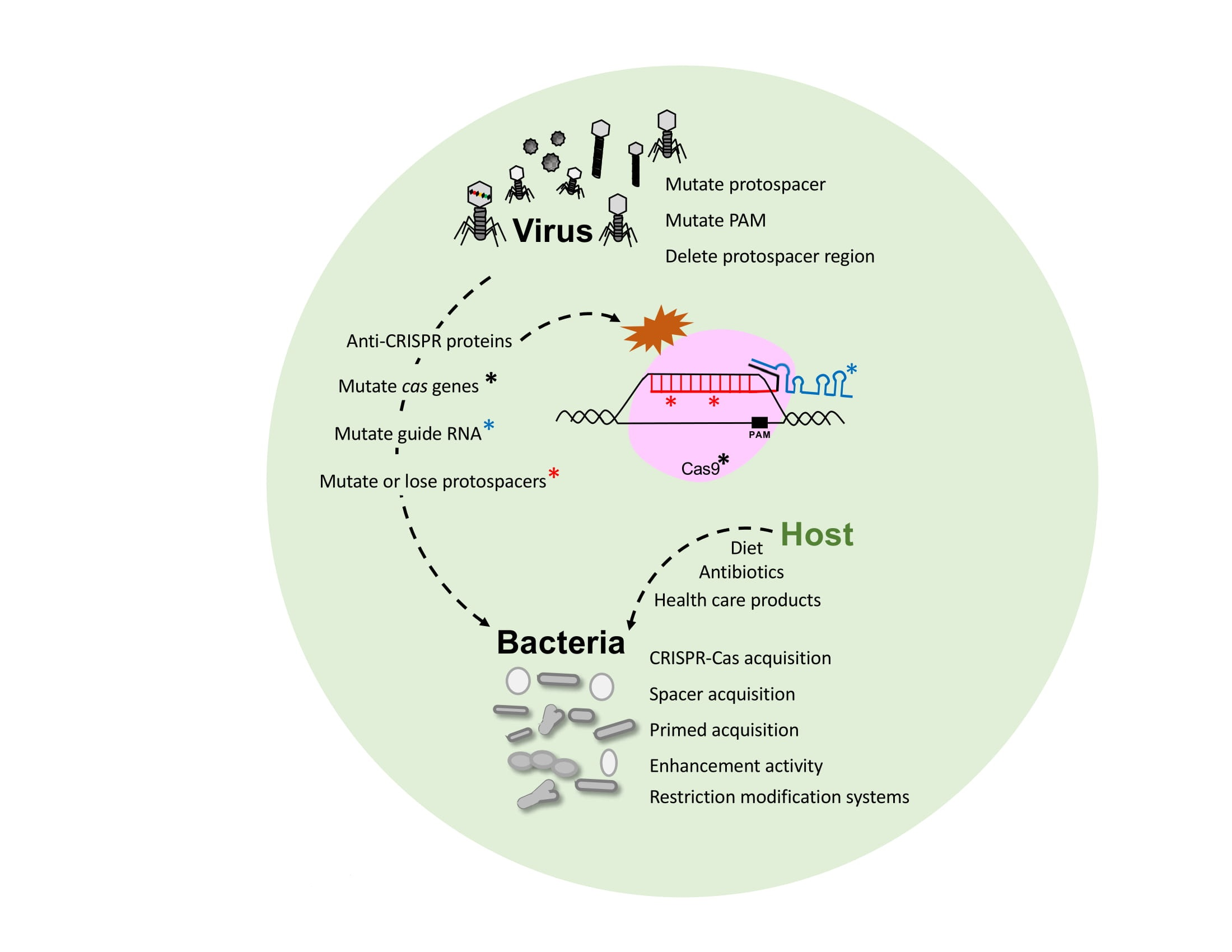Viruses | Free Full-Text | Insights into the Human Virome Using CRISPR ...
