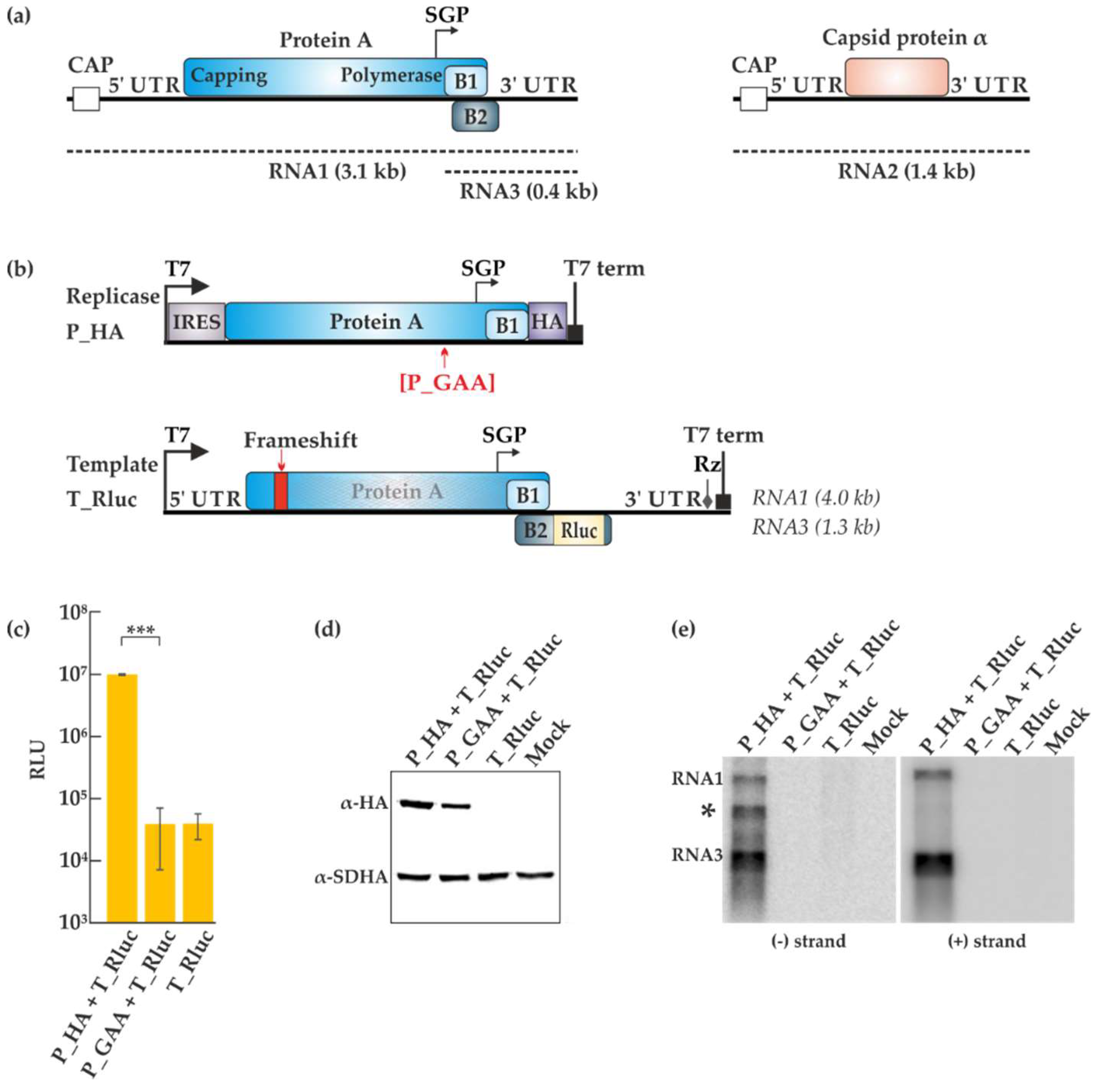 Viruses | Free Full-Text | The RNA Capping Enzyme Domain in Protein A ...