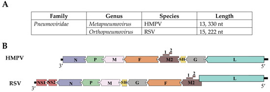 Interferon-Mediated Response to Human Metapneumovirus Infection
