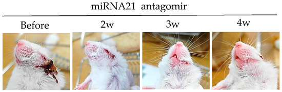 HSV-Induced Systemic Inflammation as an Animal Model for Behçet’s ...