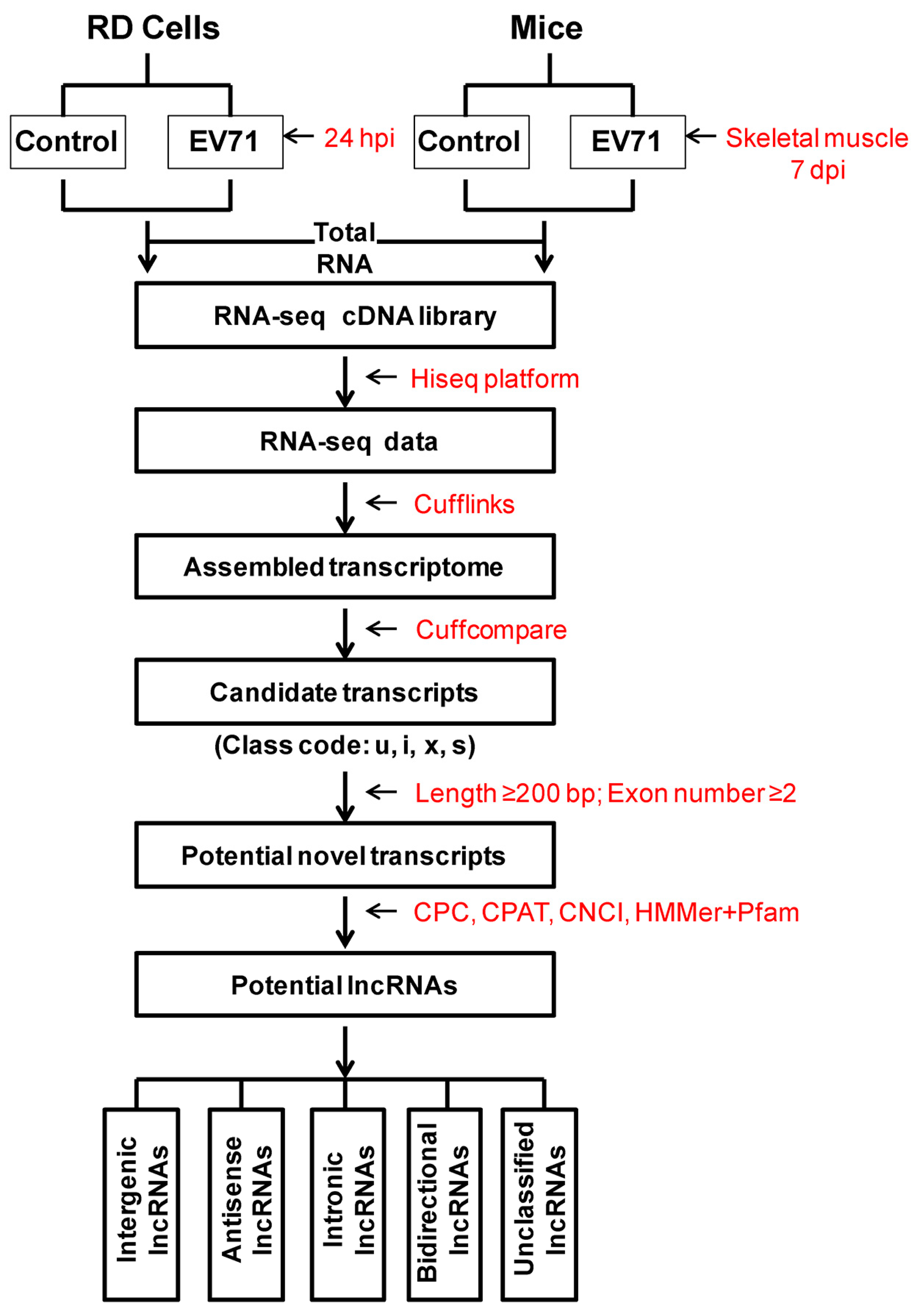 Characterization of Critical Functions of Long Non-Coding RNAs and mRNAs in Rhabdomyosarcoma ...