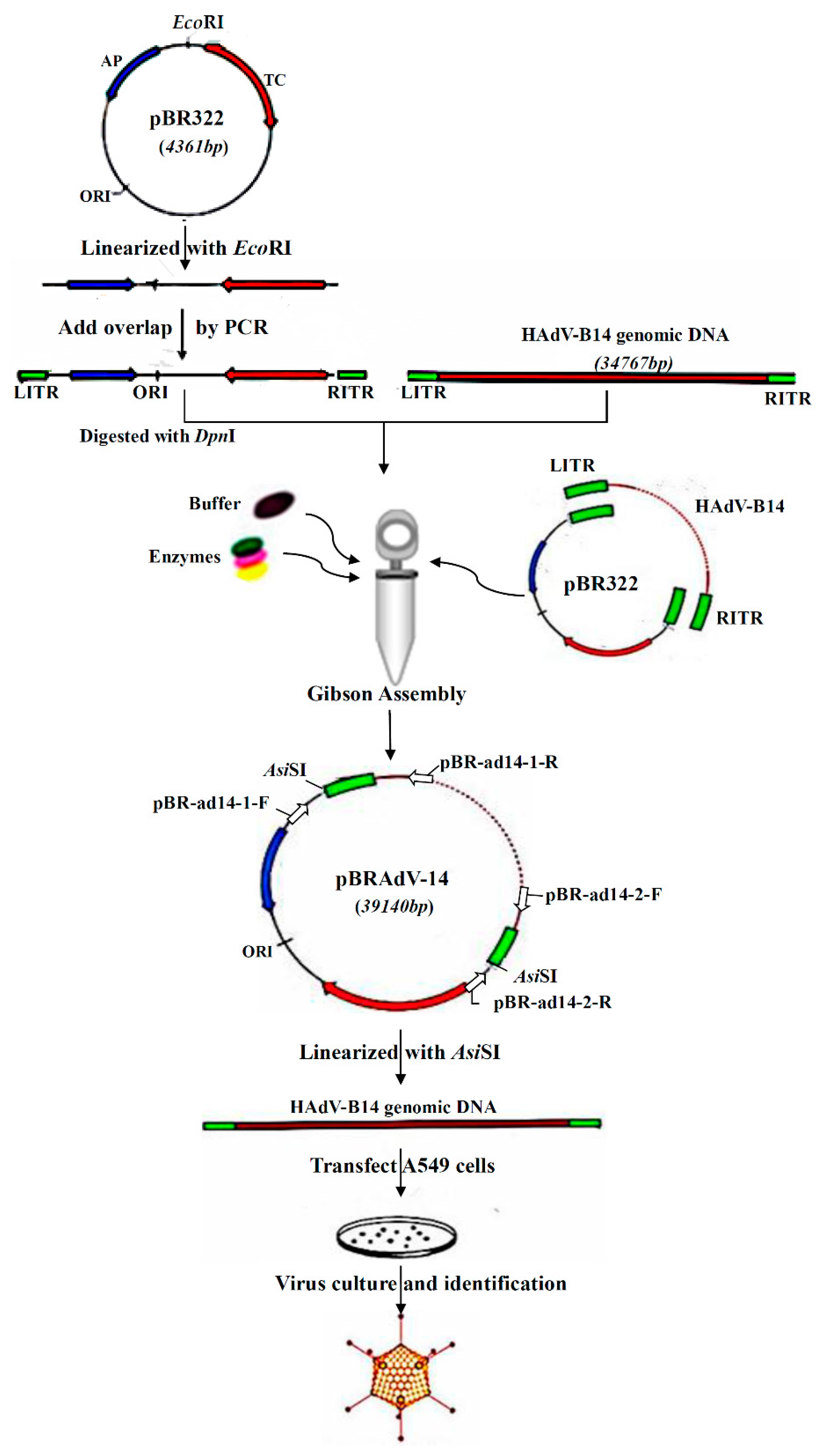 Rapid Construction of a Replication-Competent Infectious Clone of Human ...