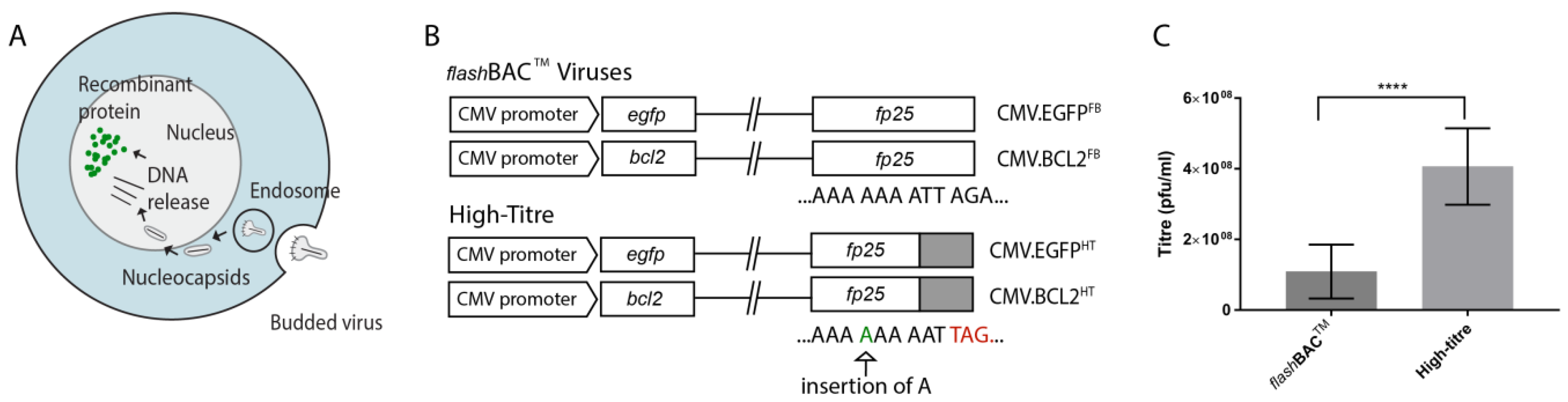 Improved Baculovirus Vectors for Transduction and Gene Expression in ...