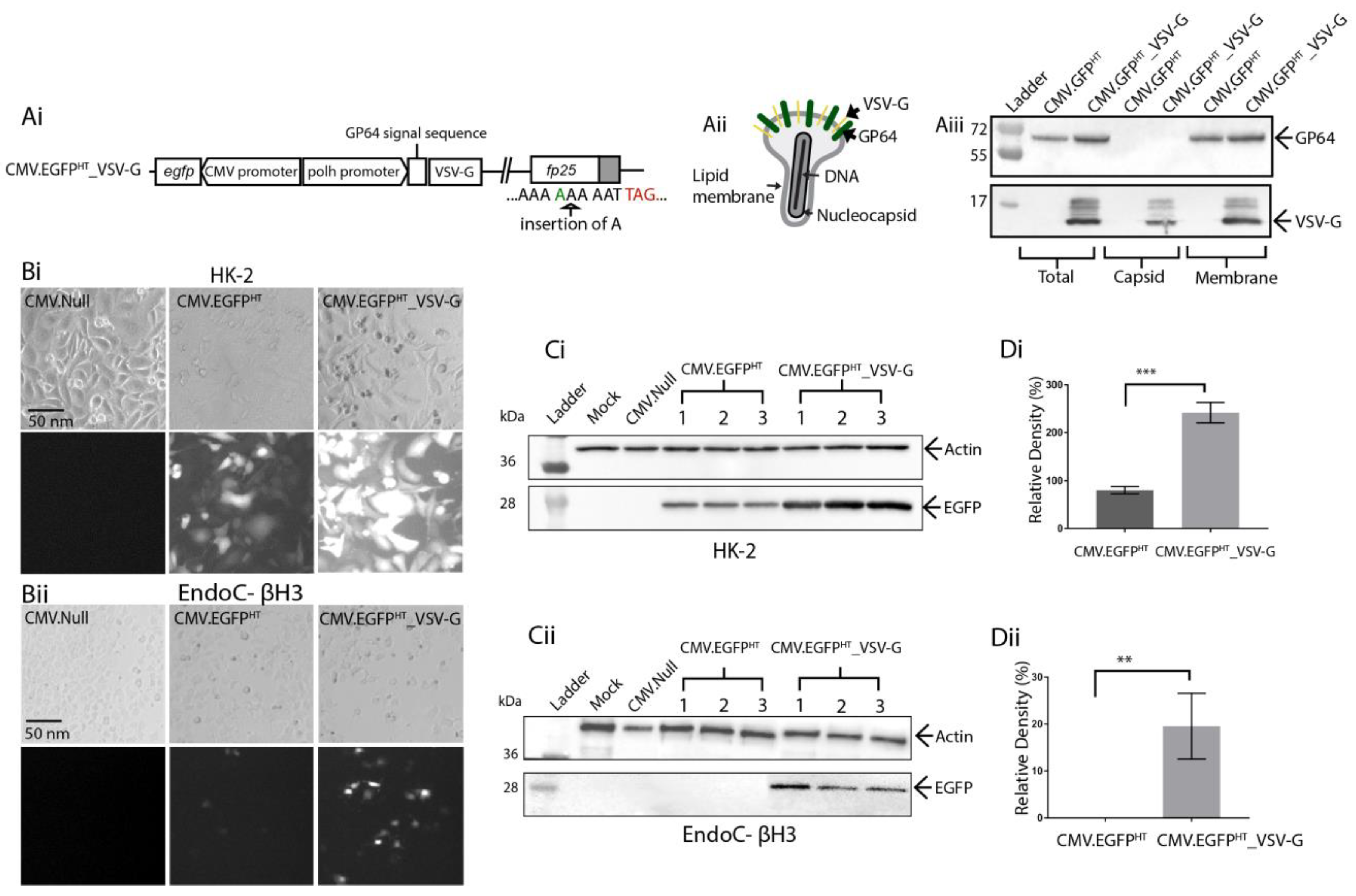 Improved Baculovirus Vectors for Transduction and Gene Expression in ...