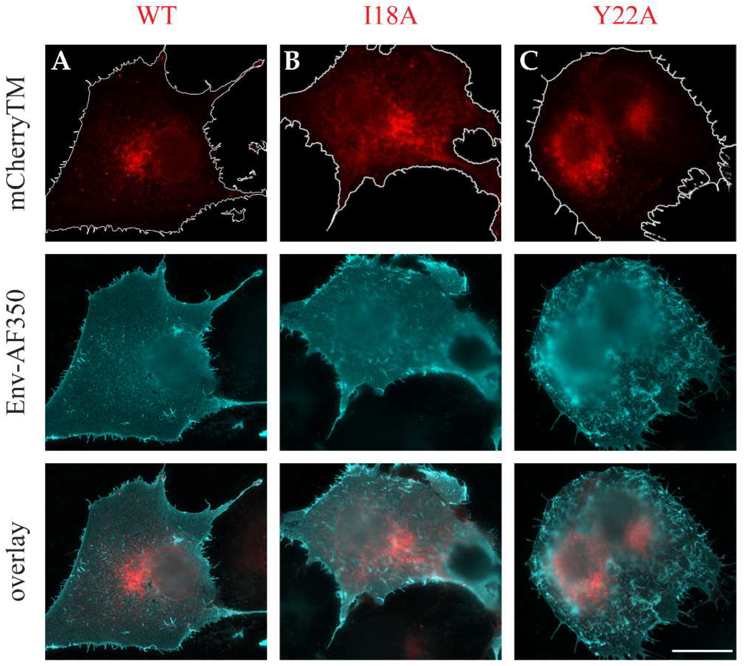 Mason-Pfizer Monkey Virus Envelope Glycoprotein Cycling and Its ...