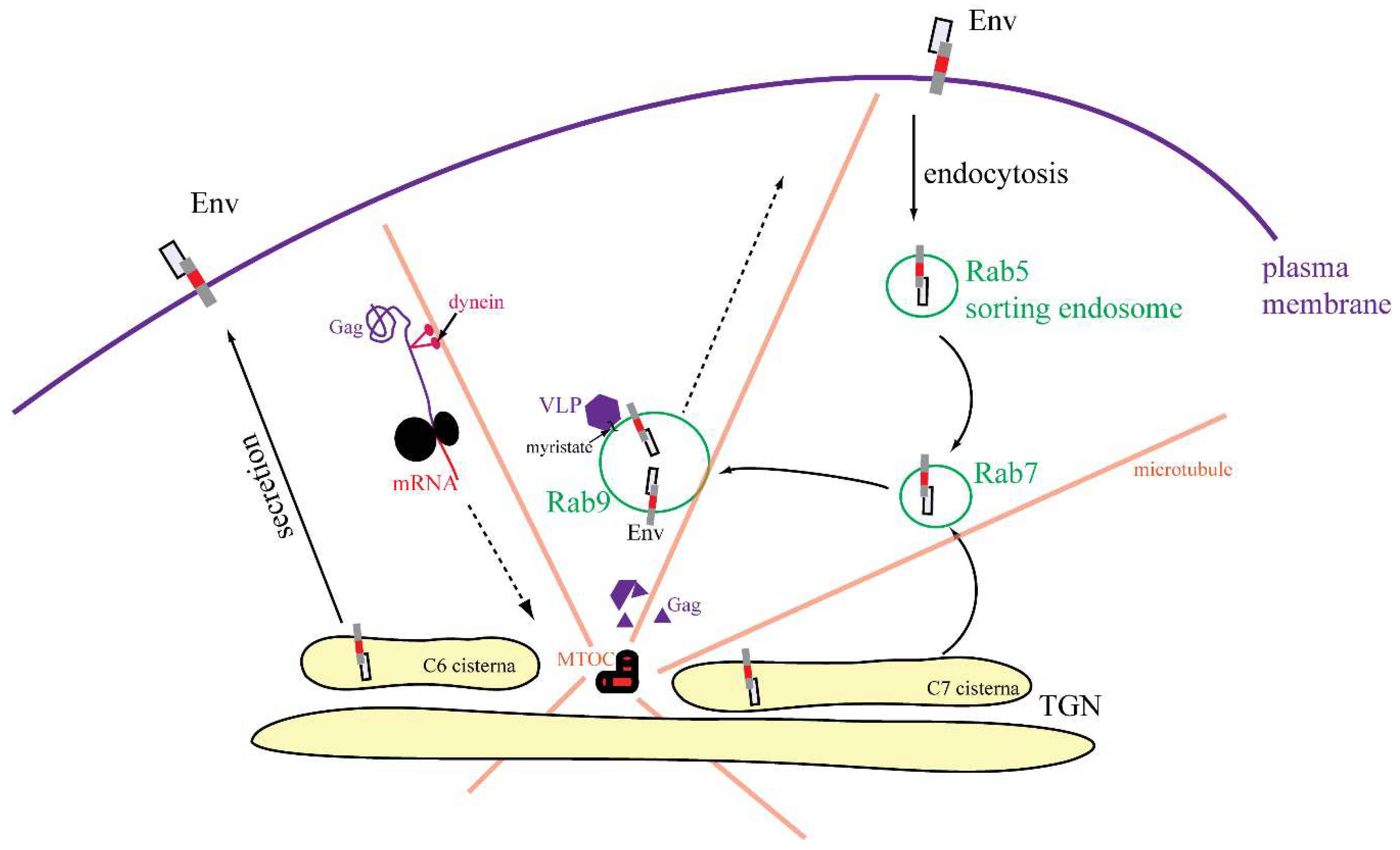 Viruses | Free Full-Text | Mason-Pfizer Monkey Virus Envelope ...