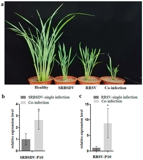Impact of Two Reoviruses and Their Coinfection on the Rice RNAi System ...