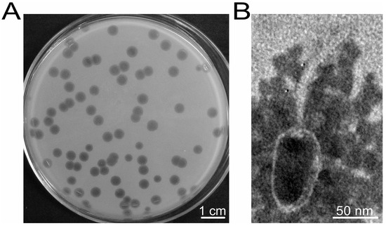 Isolation of A Novel Bacillus thuringiensis Phage Representing A New ...