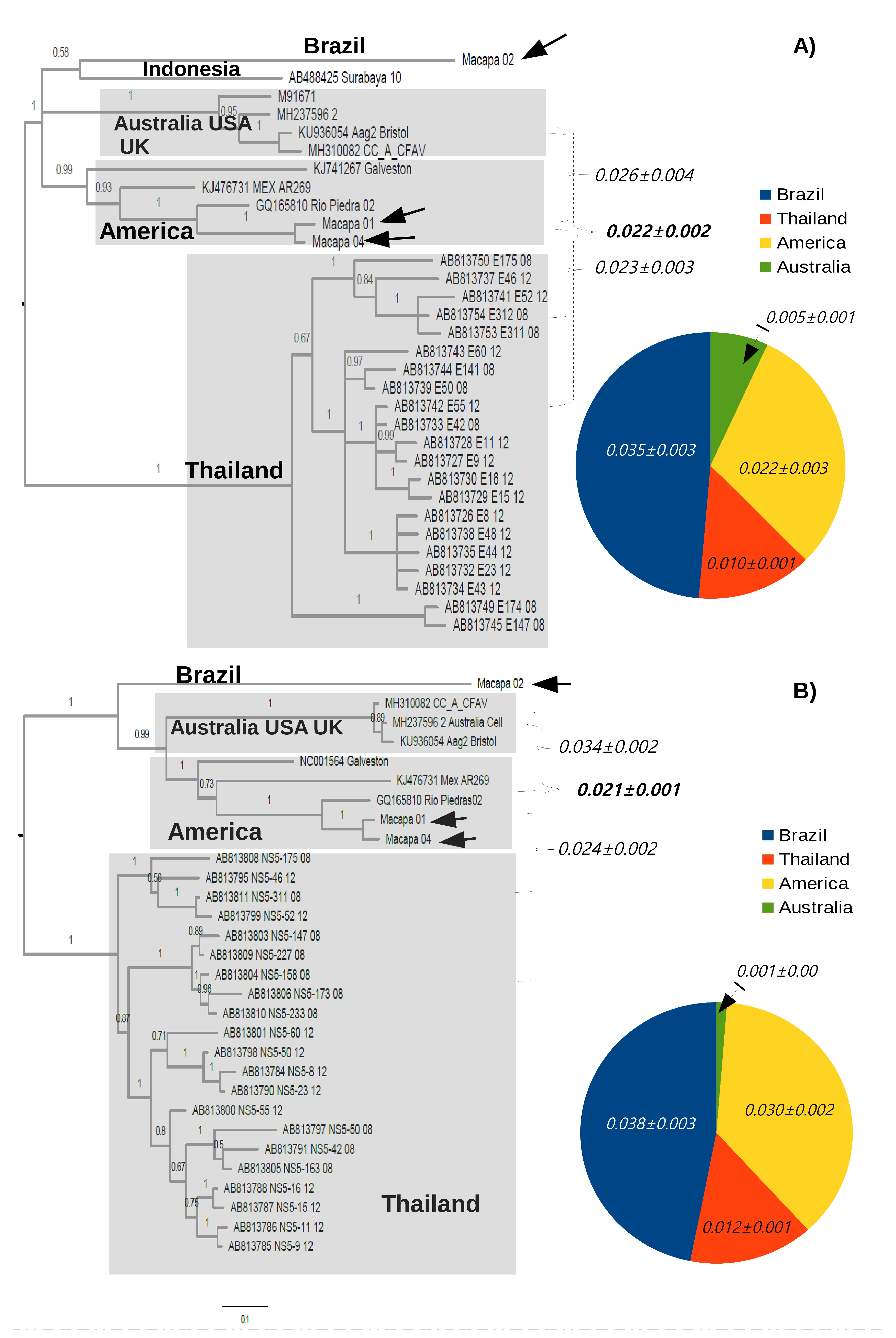 A Novel Highly Divergent Strain of Cell Fusing Agent Virus (CFAV) in ...