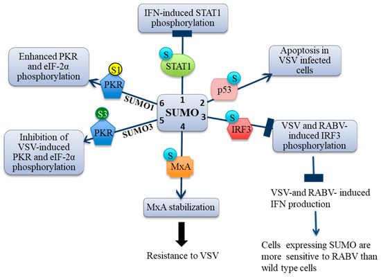 Rhabdoviruses, Antiviral Defense, and SUMO Pathway