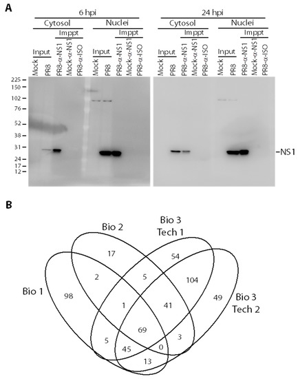 Viruses | Free Full-Text | Global Interactomics Connect Nuclear Mitotic ...