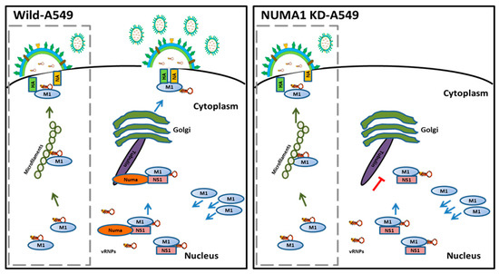 Viruses | Free Full-Text | Global Interactomics Connect Nuclear Mitotic ...